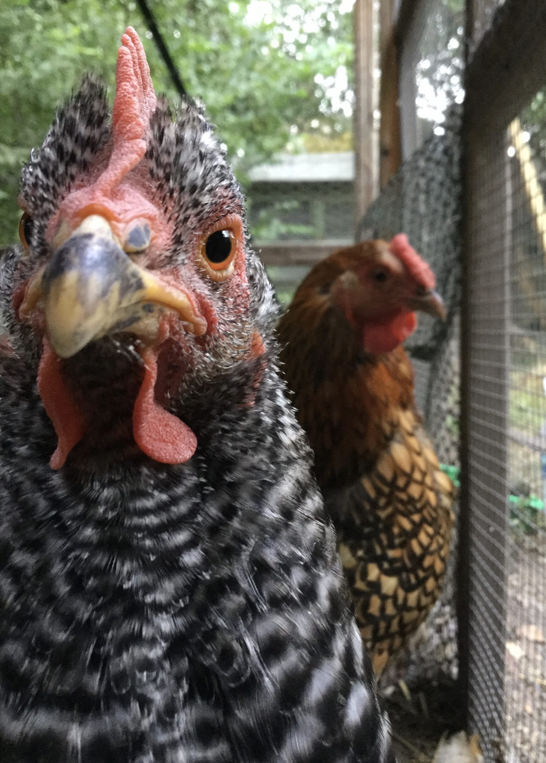 Two Authors Whose Chickens Inspired them to Write Books! - Backyard Poultry